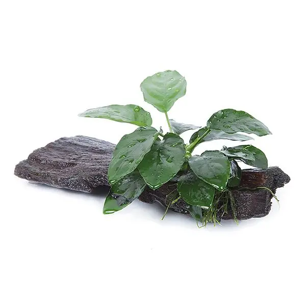 Tropica 101 YWS Mangrove Köklü Anubias Barteri Nana Canlı Bitki