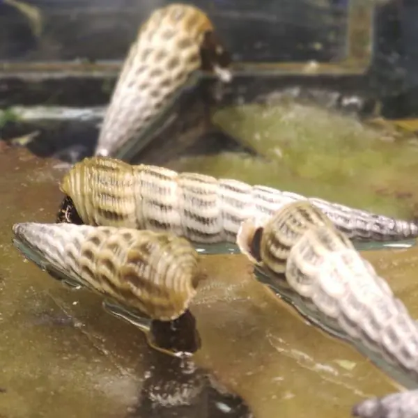 Himalayan Poso Rabbit Snail Salyangoz 2 Adet Straforlu Gönderim