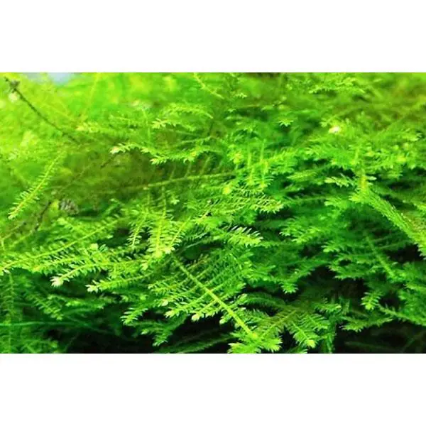 Christmas Moss Cup Canlı Bitki