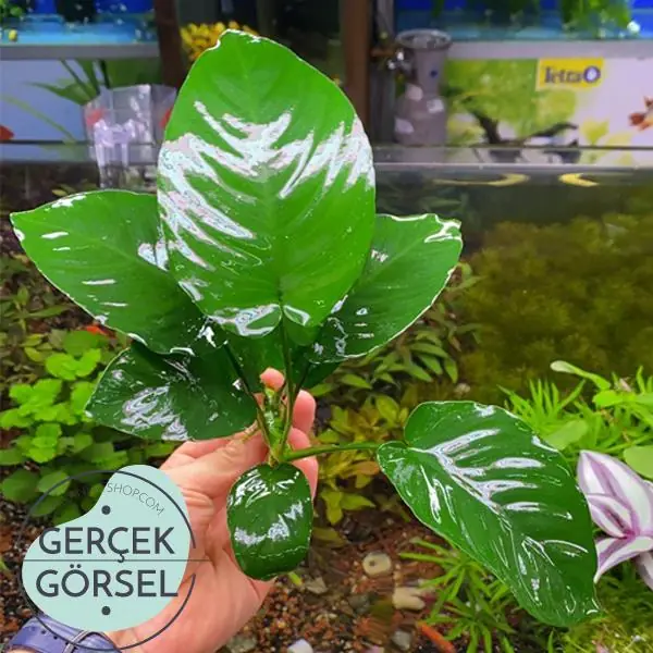 Anubias Broad Leaf 6-7 Yapraklı Canlı Bitki L
