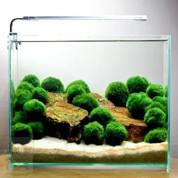 Marimo Moss Ball 2-3Cm Yosun Topu Canlı Bitki 50 Adet