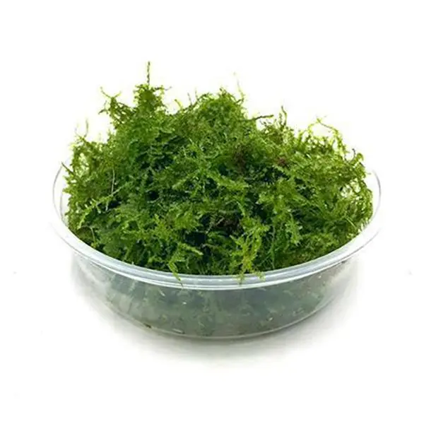 Mini Christmas Moss Cup Canlı Bitki