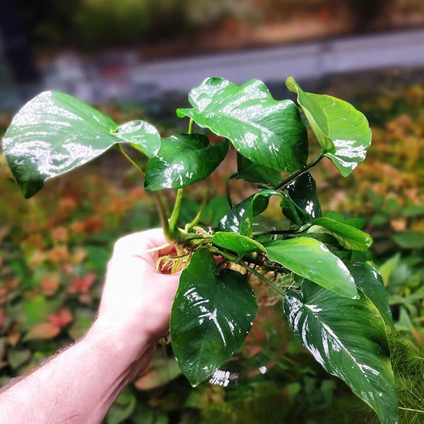Anubias Broad Leaf 10-13 Yapraklı Anaç Saksı Canlı Bitki XXL