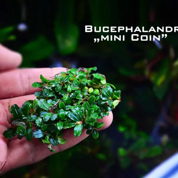 Bucephalandra Mini Coin Saksı Canlı Bitki
