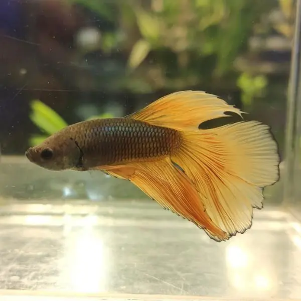 Betta Balığı Gerçek Görsel No:4