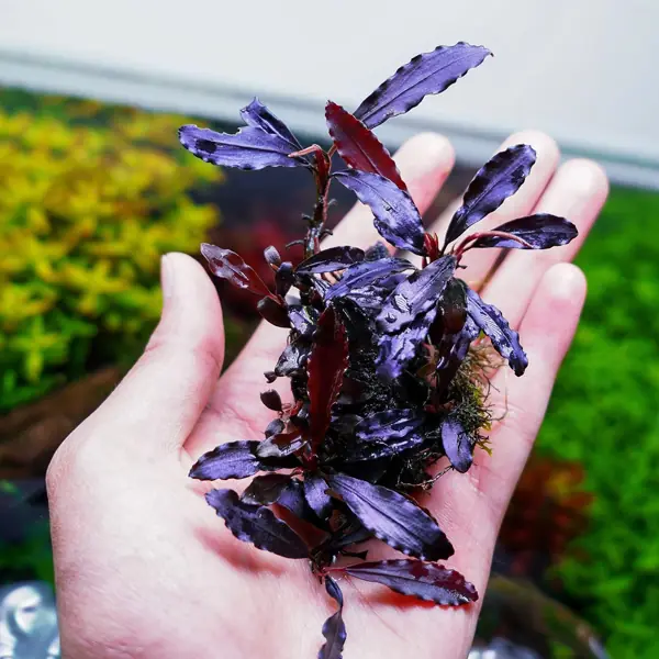 Bucephalandra Brownie Ghost Küçük In Vitro Canlı Bitki