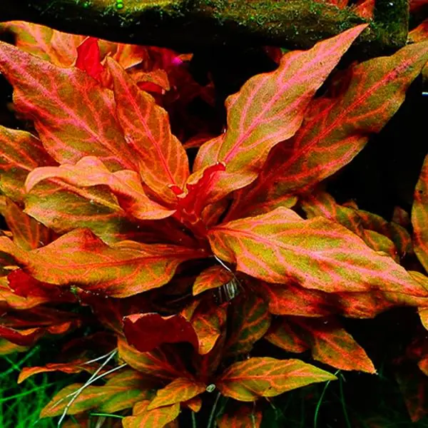 Alternanthera Reineckii Rosanervig In Vitro Canlı Bitki