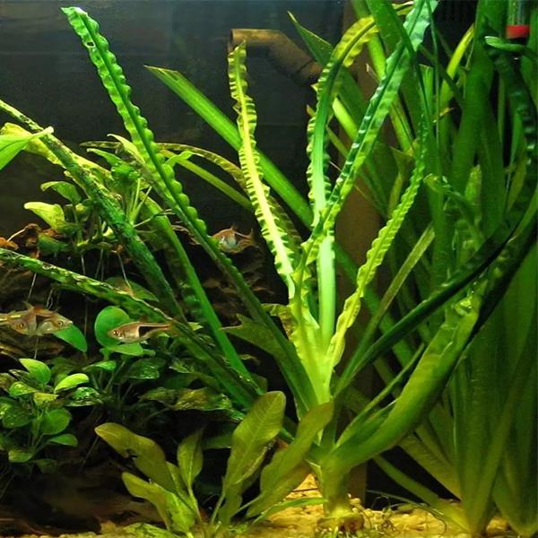 Crinum Natans Soğan Canlı Bitki
