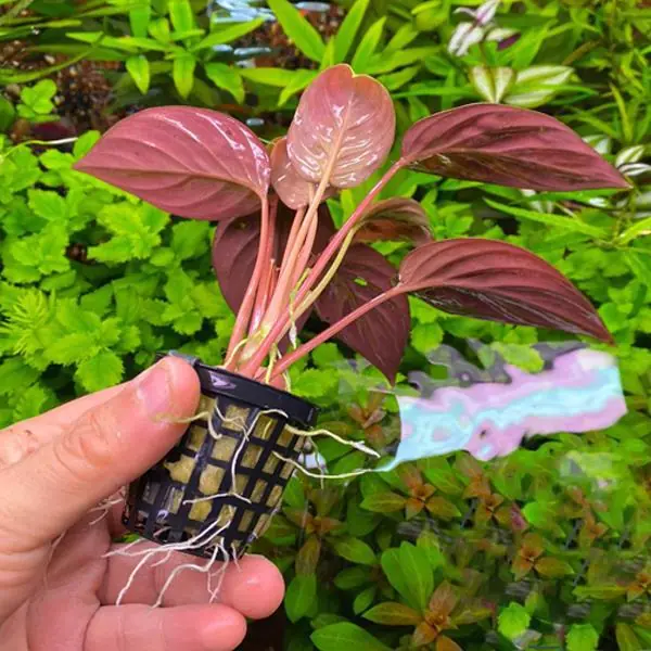 Homalomena Super Red Saksı Canlı Bitki