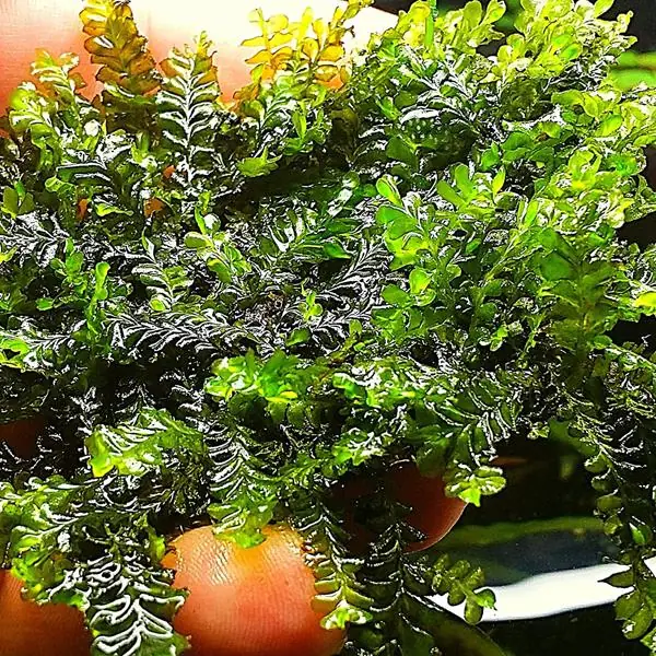 Cameroon Moss Cup Canlı Bitki