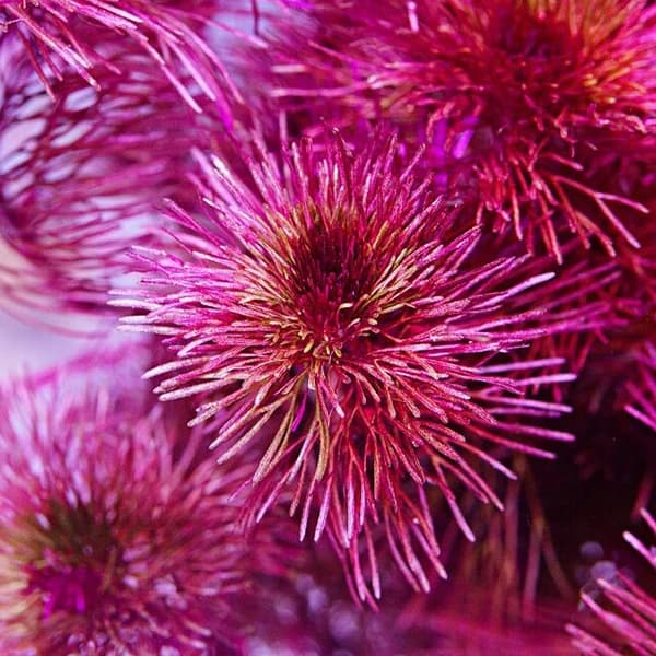 Cabomba Purple Saksı Canlı Bitki