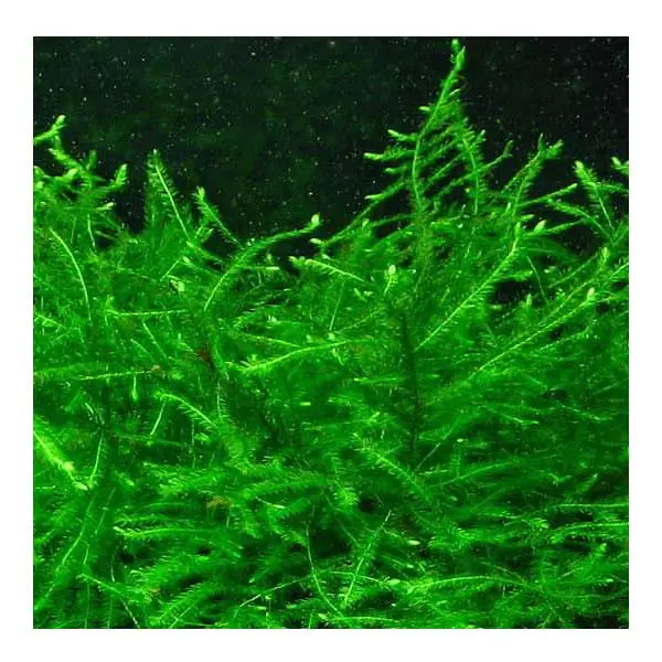 Vesicularia Dubyana Java Moss 10x10cm Canlı Bitki