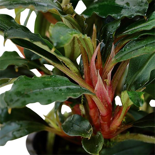 Tropica Bucephalandra Sp Red Saksı Canlı Bitki