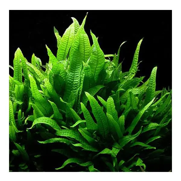 Microsorium Pteropus Sp L Saksı Canlı Bitki