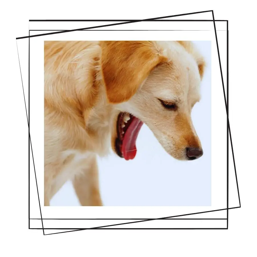 Köpeklerde Kusma Sorunu Neden Oluşur