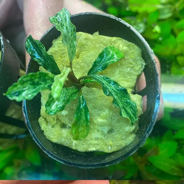 Bucephalandra APC Marble Full Grow Canlı Bitki