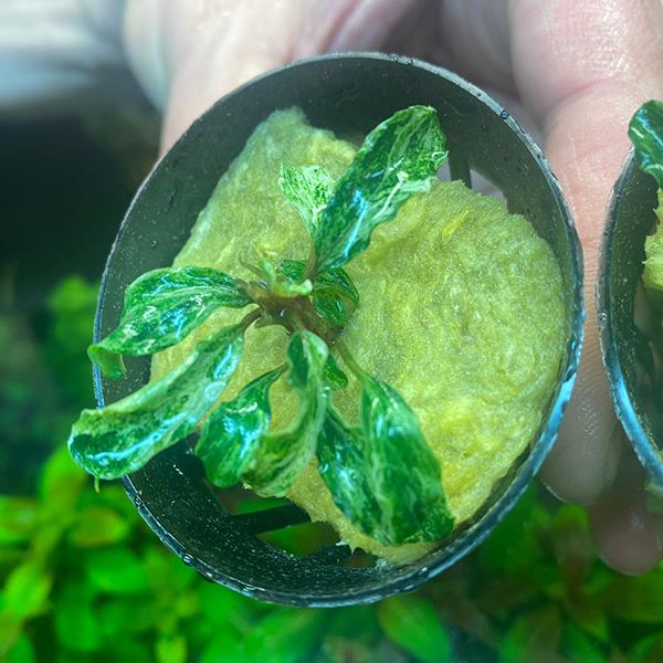 Bucephalandra APC Marble Full Grow Canlı Bitki