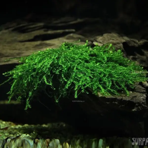 Pilo Moss Cup Canlı Bitki