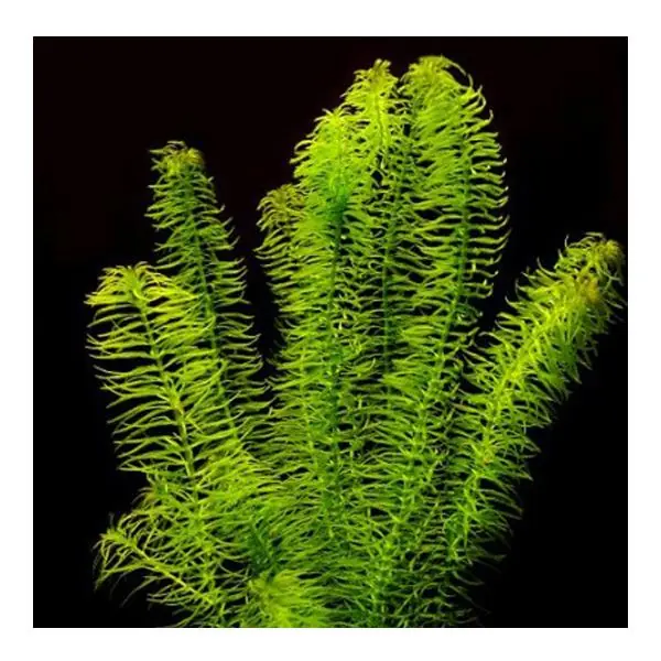 Elodea Najas Saksı - Eledoa Canlı Bitki 5 Kök