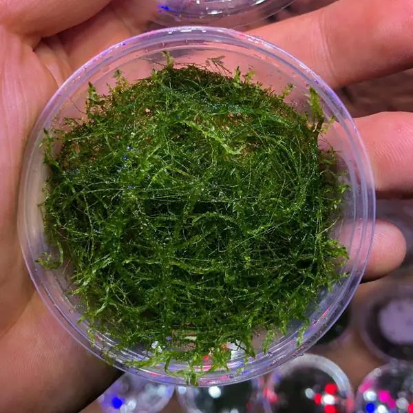 Stringy Moss Kutu Canlı Bitki