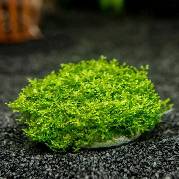 Mini Pellia Moss Yeni Sarım Canlı Bitki 5x5 Cm