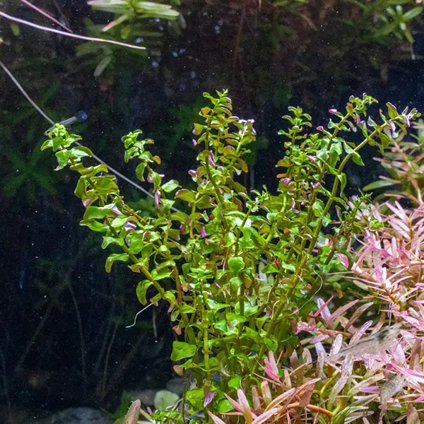 Rotala Pearl In Vitro Canlı Bitki