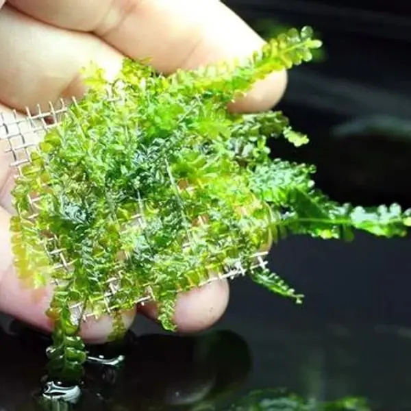 Cameroon Moss 5x5 Yeni Sarım Canlı Bitki