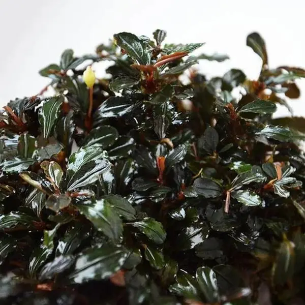 Bucephalandra Kedagang Mini Round In Vitro Cup Canlı Bitki