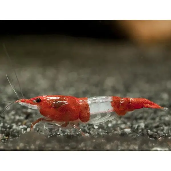 Kırmızı Rili Karides 0,5-1 Cm 10 Adet 0,5-1 Cm