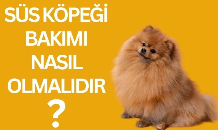 2025 Süs Köpeği Bakım Rehberi: Beslenme ve Tüy Bakımı