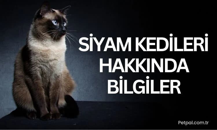 Siyam Kedisi: Bakımı, Özellikleri ve Karakteri | Kedi Rehberi