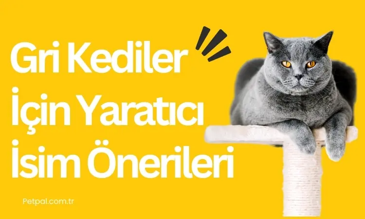 Gri Kediler İçin Yaratıcı İsim Önerileri