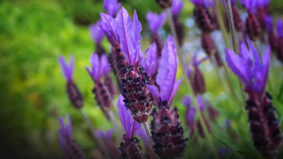 Karabaş Otu (Lavandula Stoechas) Nedir?