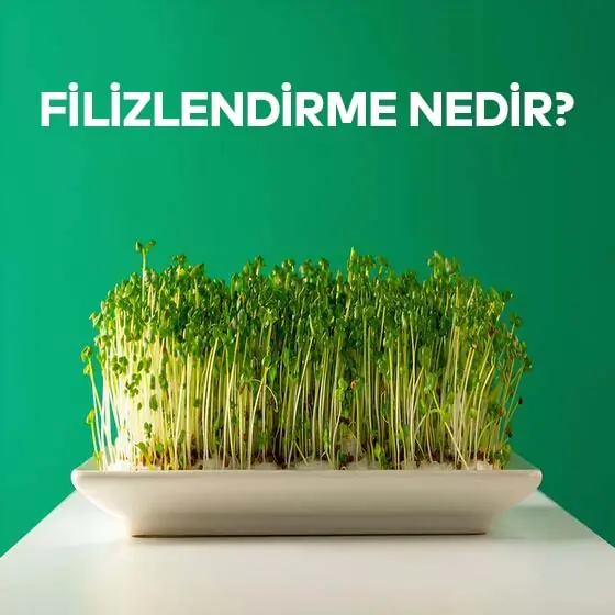 Filizlendirme Nedir? - Talya Foods