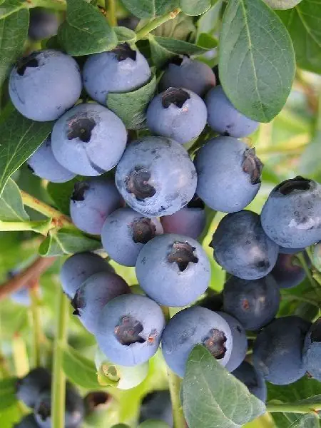 Yaban Mersini Fidanı Vaccinium corymbosum JUBİLEE Blueberry
