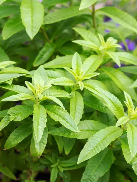 Melisa Limon Otu Bitkisi Aloysia triphylla Citriodora