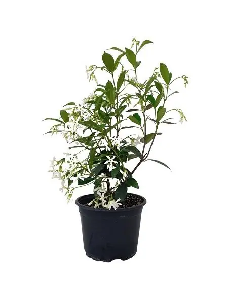Arap Yasemini Rhyncospermum jasminoides Star