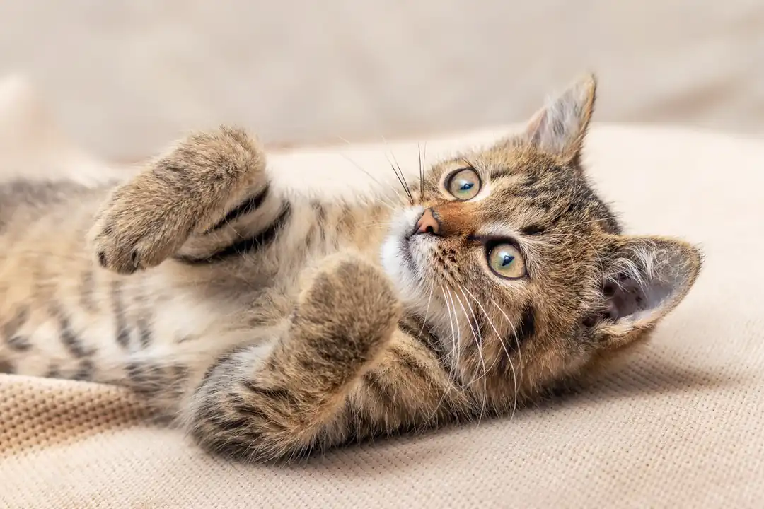 Cat Spaying: A Complete Guide for Responsible Pet Owners