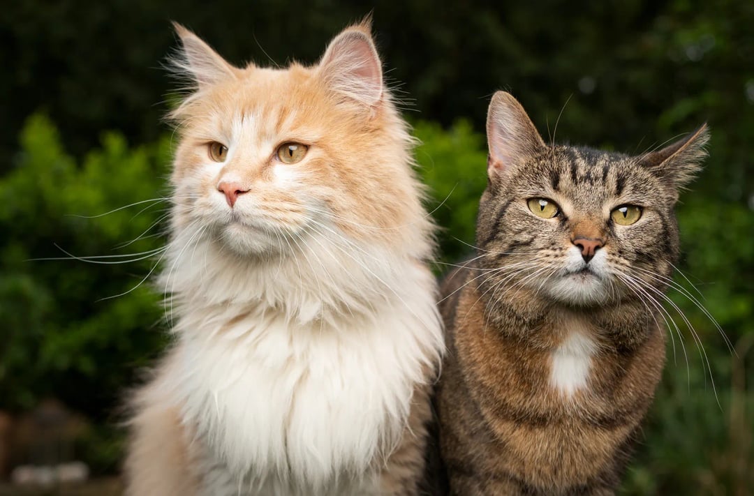 TYPES OF DOMESTIC CATS