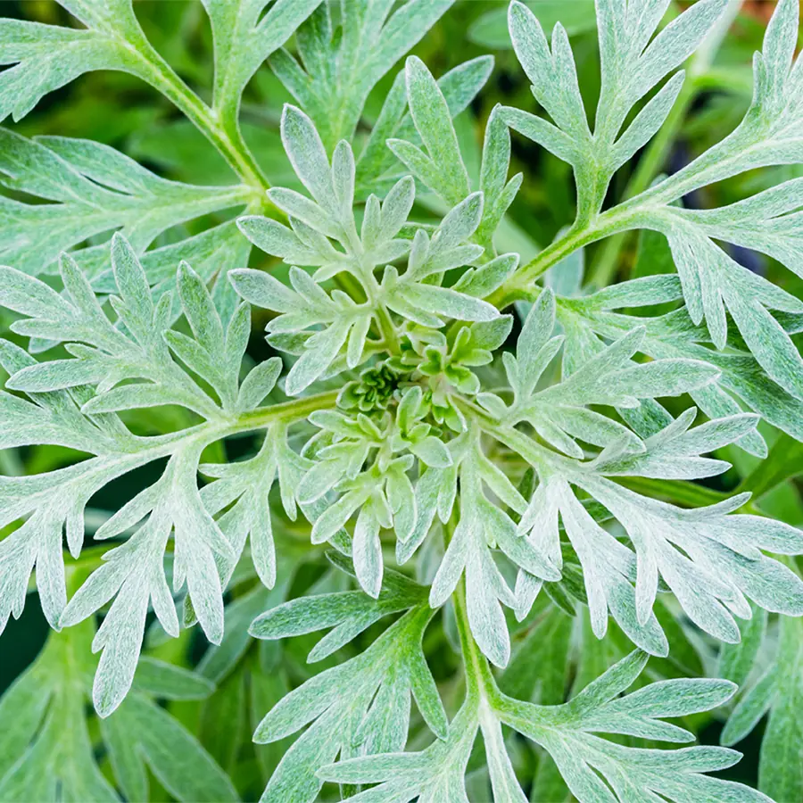 Pelin Otu Ekstrakt | New Raw Materials Toptan ve Perakende Hammadde