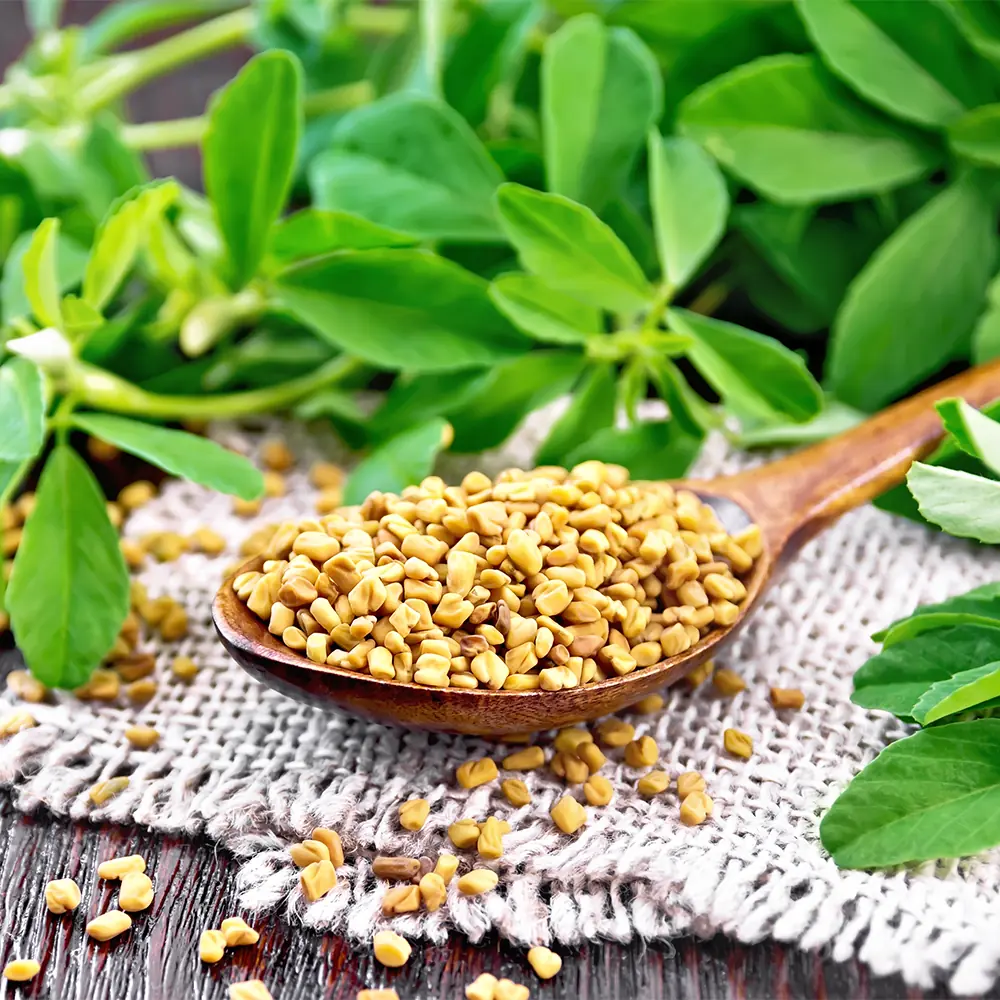 Çemen Ekstrakt (SIVI) | New Raw Materials Toptan ve Perakende Hammadde