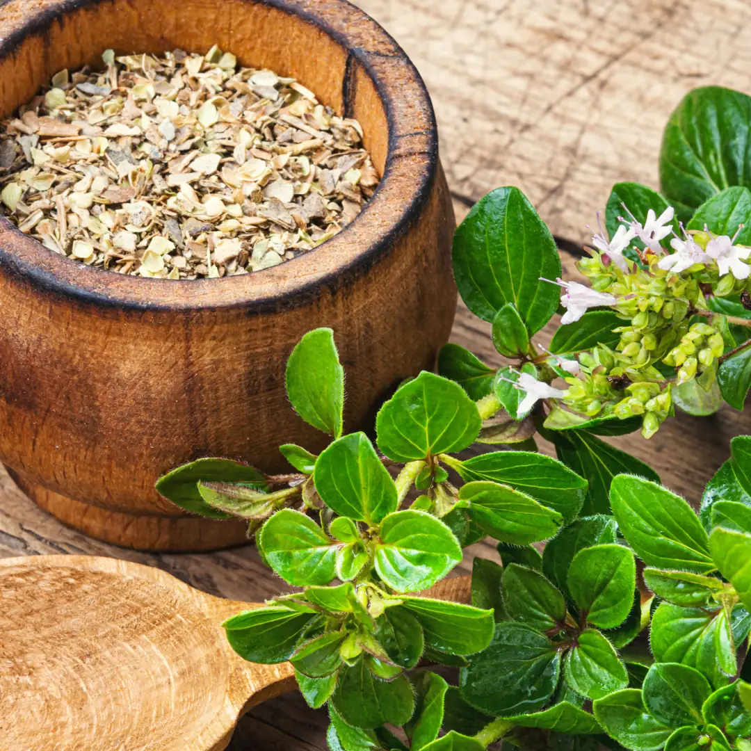 Kekik Bitkisi: Özellikleri, Faydaları ve Yetiştirilmesi