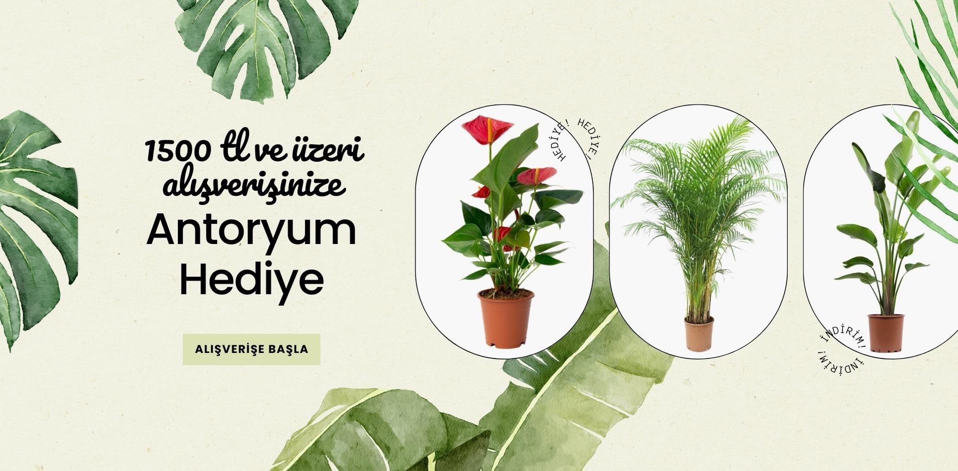 Bitkim | İç Mekan Canlı Süs Bitkileri ve Saksı Çiçekleri