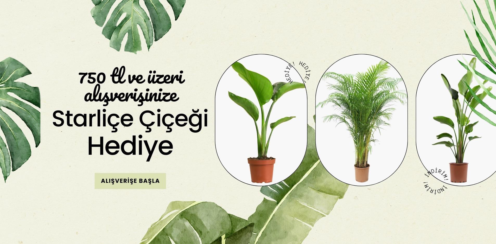 Bitkim | İç Mekan Canlı Süs Bitkileri ve Saksı Çiçekleri