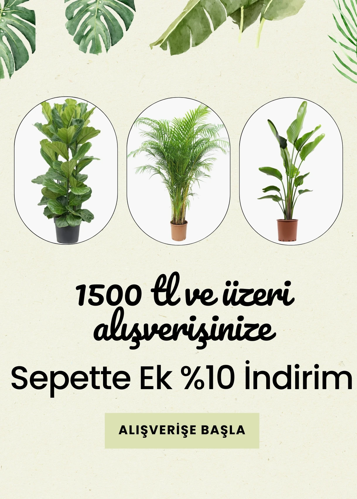 Bitkim | İç Mekan Canlı Süs Bitkileri ve Saksı Çiçekleri