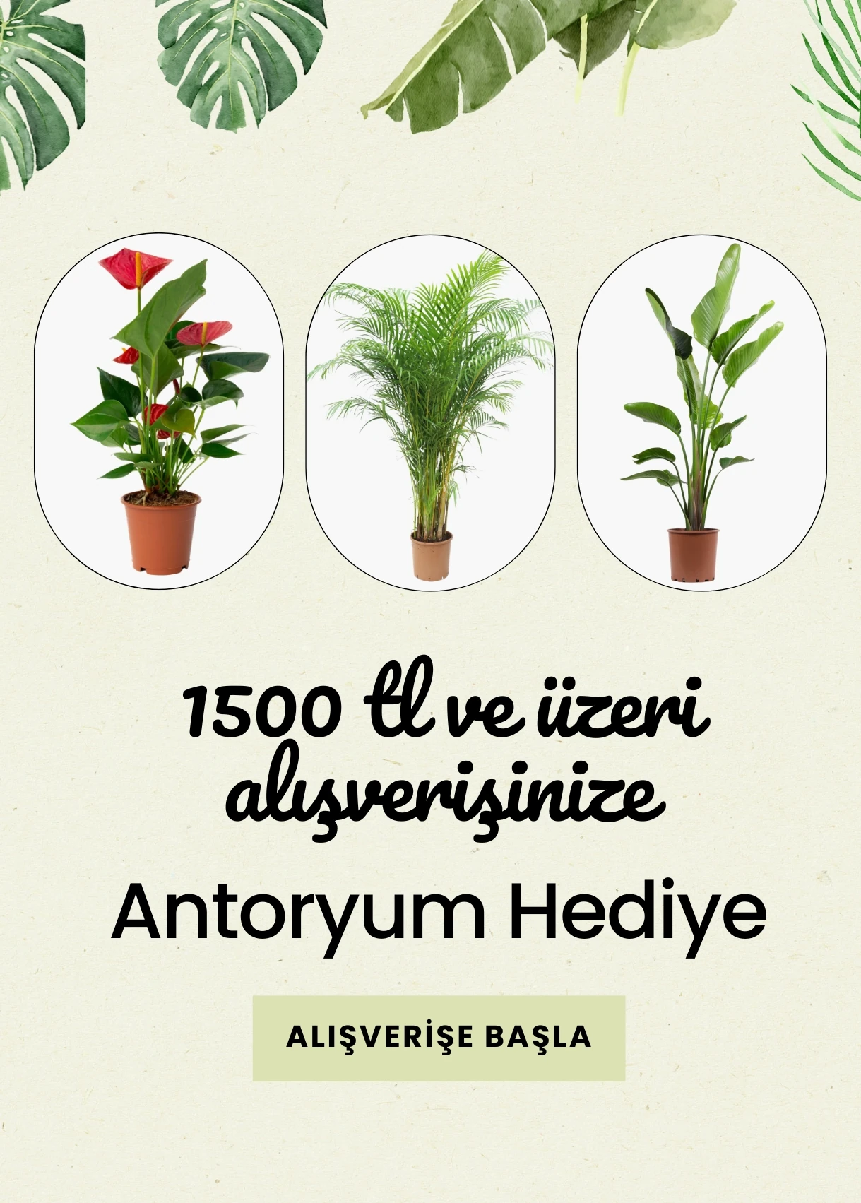 Bitkim | İç Mekan Canlı Süs Bitkileri ve Saksı Çiçekleri